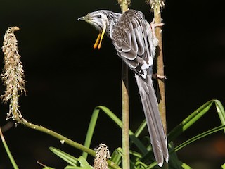 Yellow Wattlebird - eBird