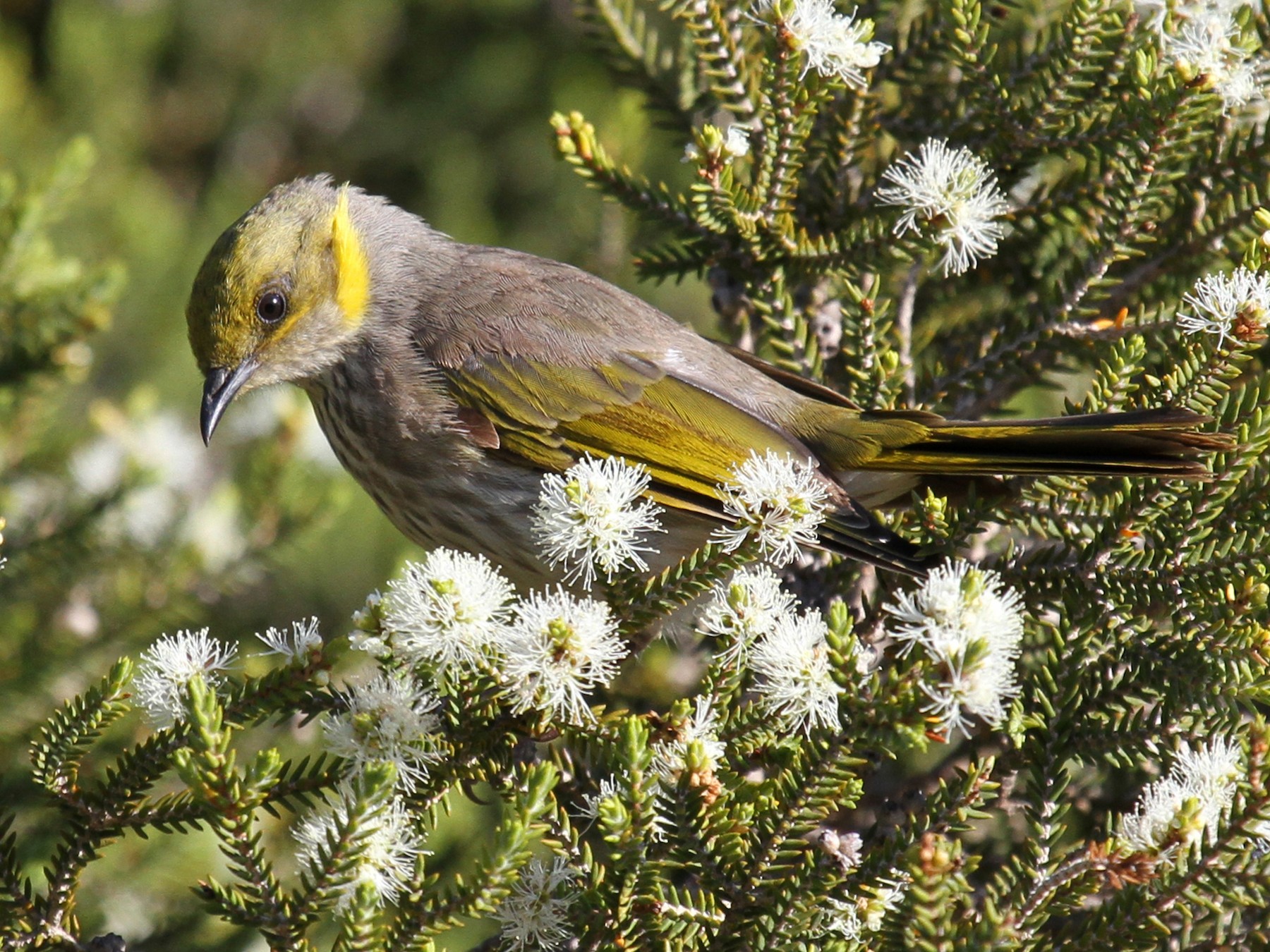 Yellow-plumed Honeyeater - eBird