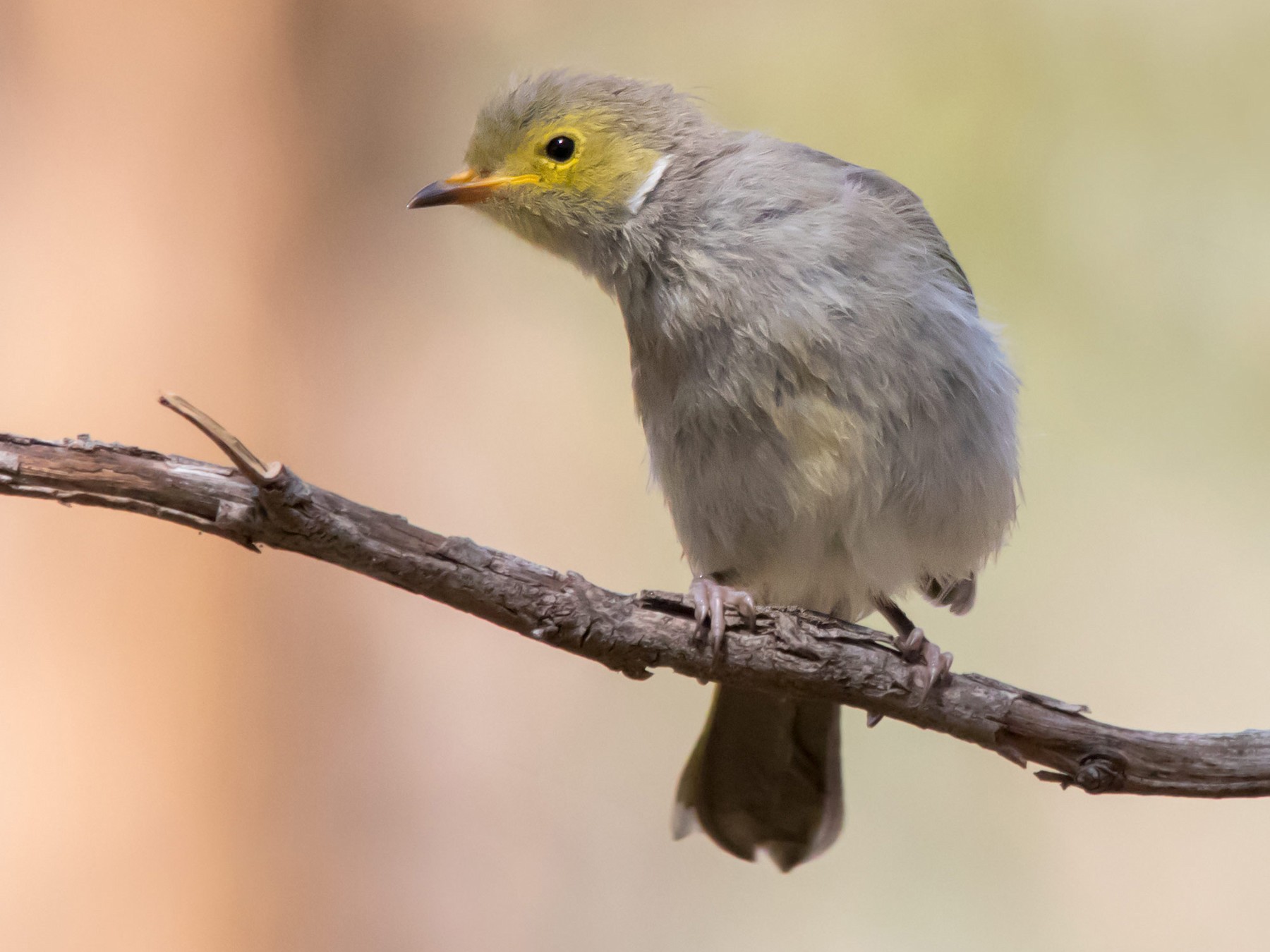 White-plumed Honeyeater - eBird