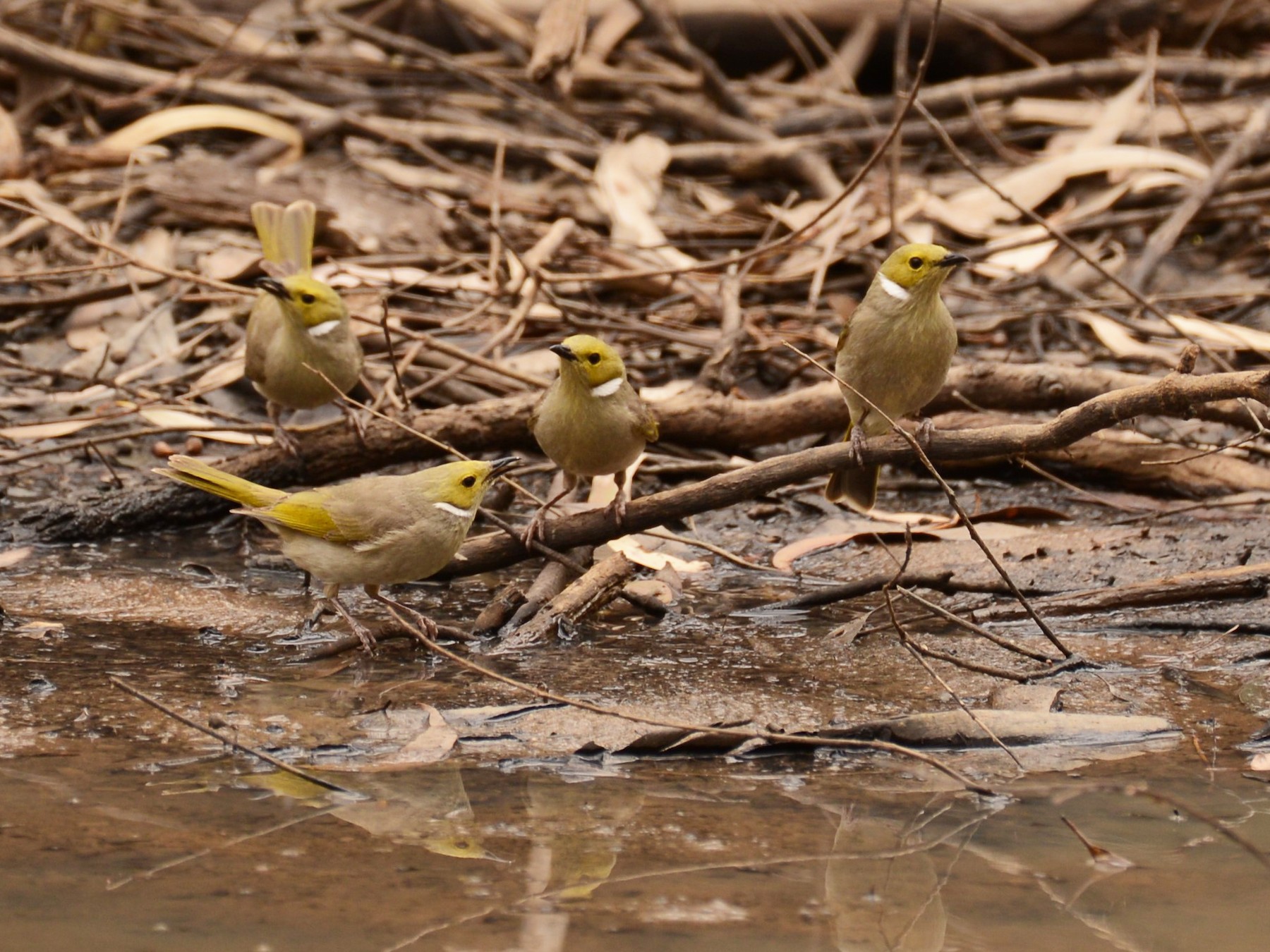 White-plumed Honeyeater - eBird