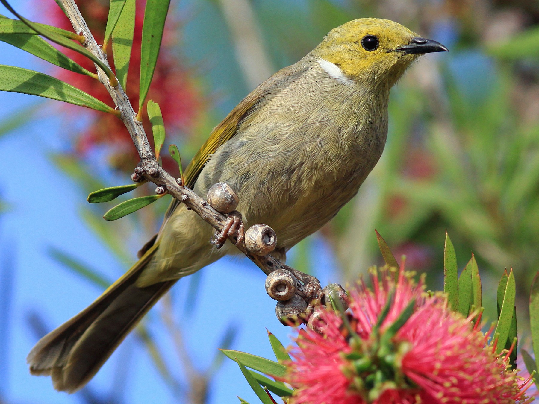 White-plumed Honeyeater - eBird
