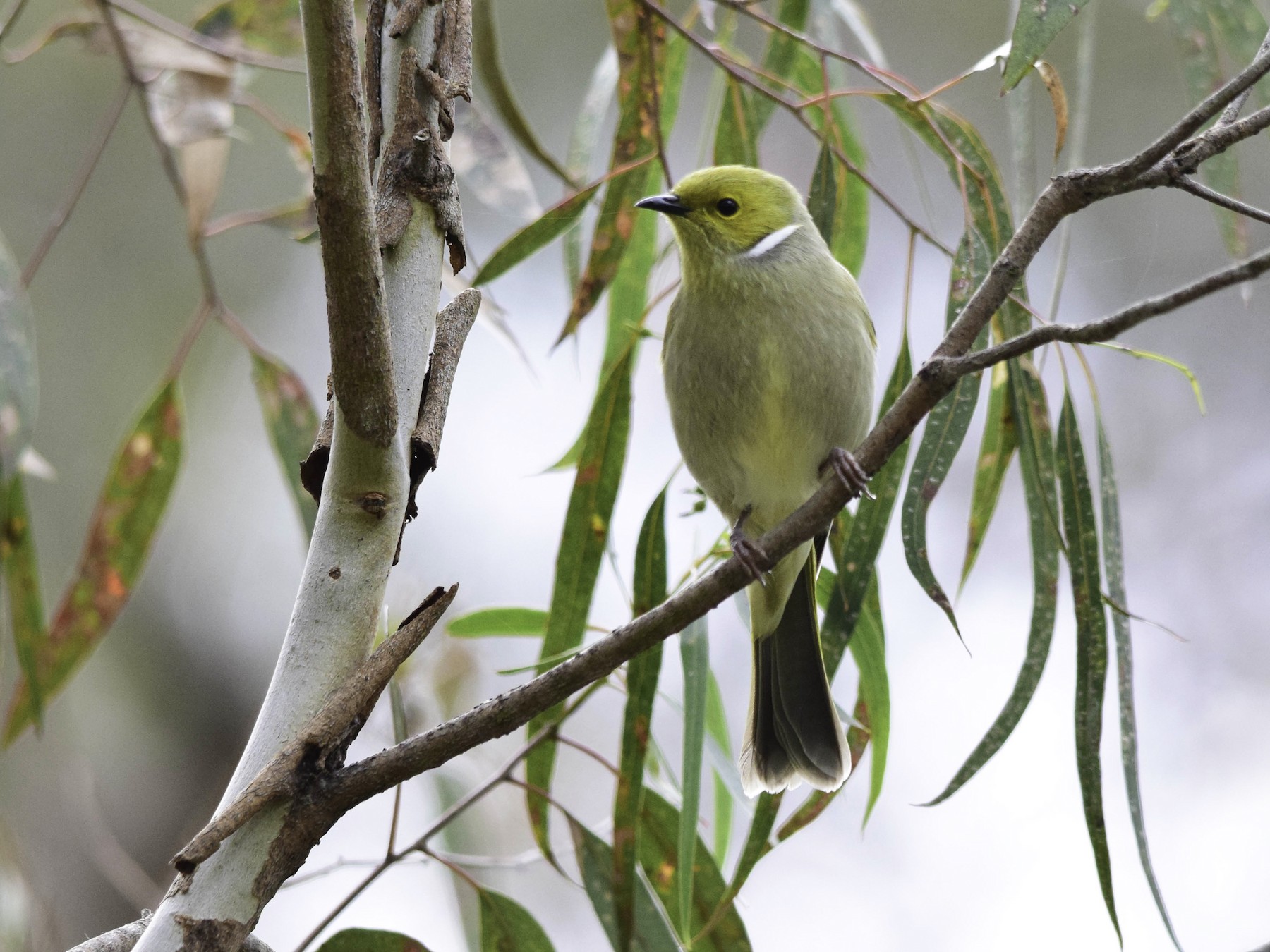 White-plumed Honeyeater - eBird