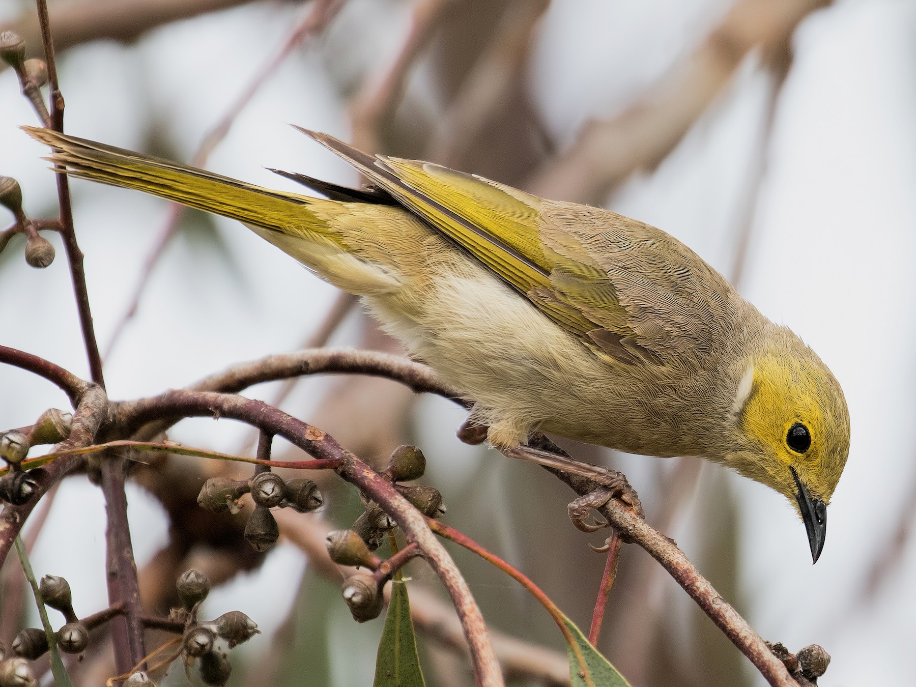 White-plumed Honeyeater - eBird