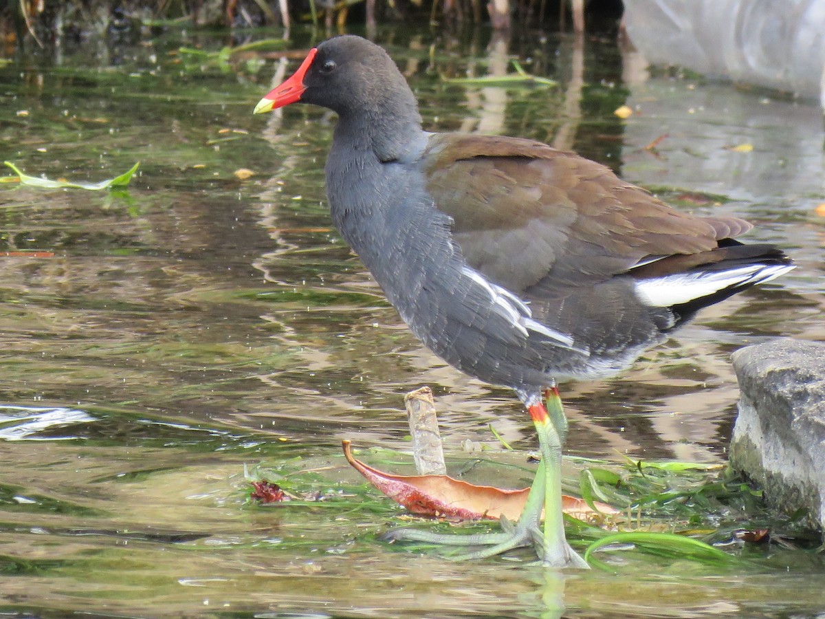 eBird Checklist - 3 Nov 2018 - Miami International Airport - 17 species