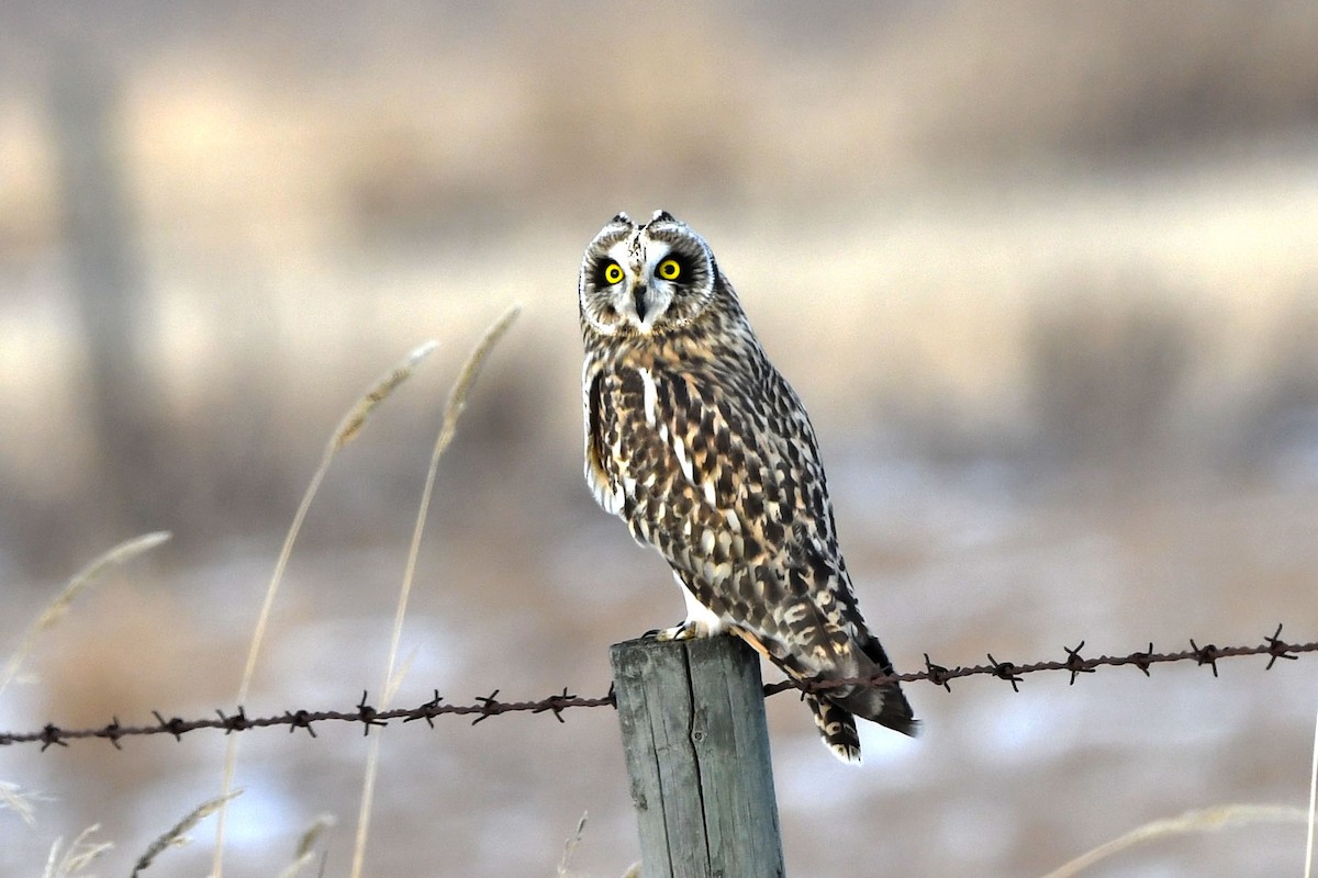 eBird Checklist - 21 Nov 2018 - Manawan (Egg) Lake - 3 species