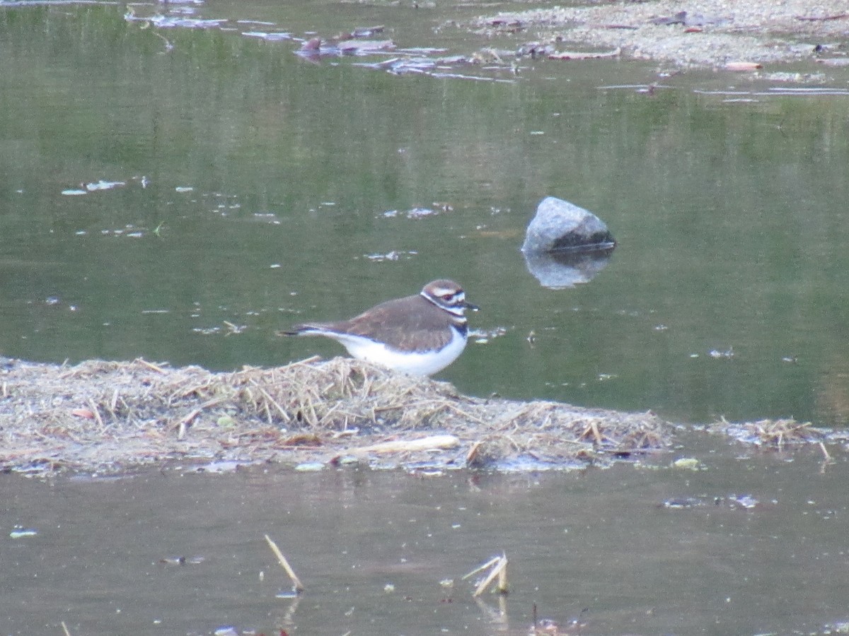 eBird Checklist - 22 Nov 2018 - Hilltop Reservation - 19 species