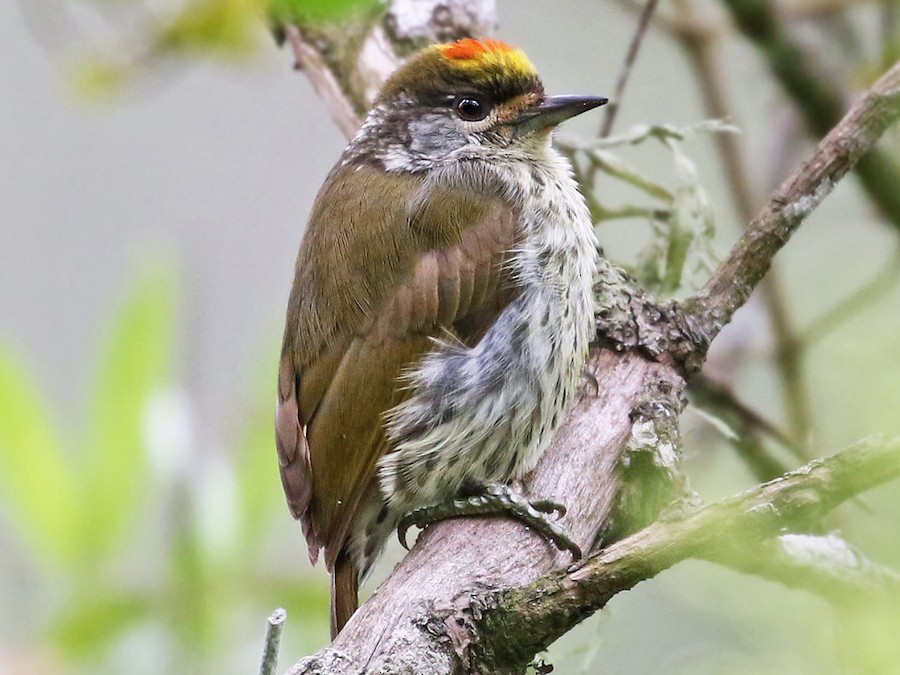 Antillean Piculet - eBird