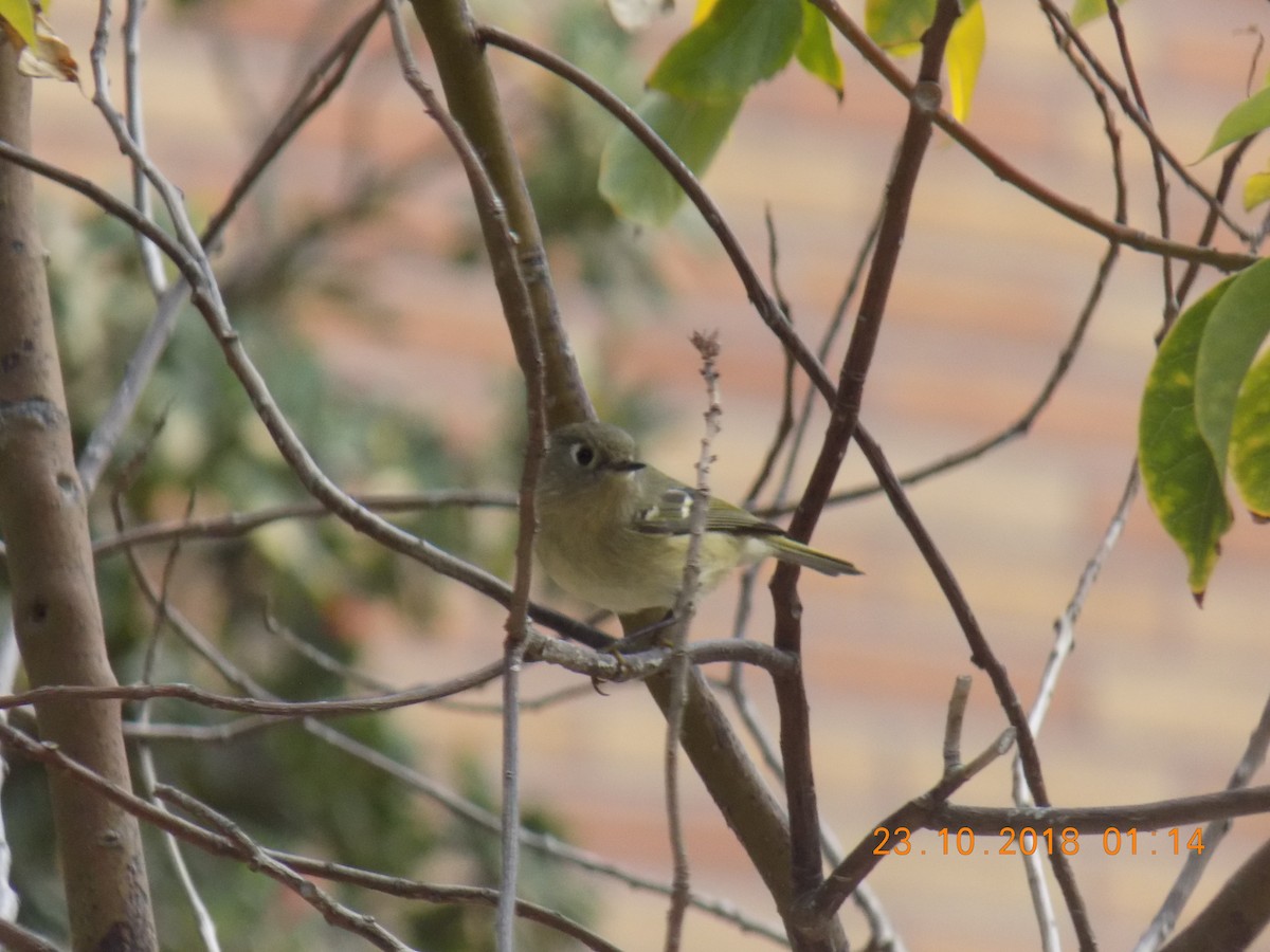 eBird Checklist - 24 Nov 2018 - Riverside, University of California ...