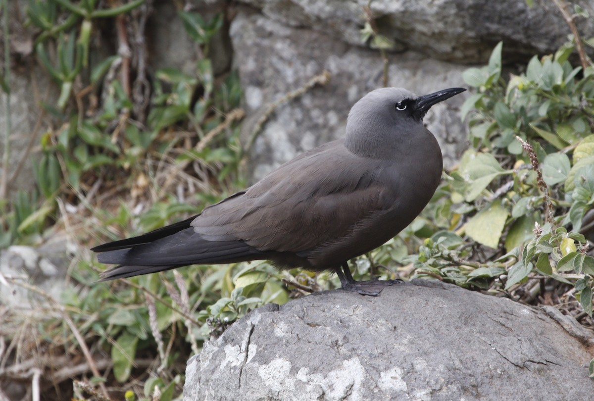 eBird Australia Checklist - 20 Nov 2018 - Norfolk Island--Phillip ...