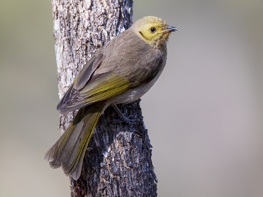 Fuscous Honeyeater - eBird