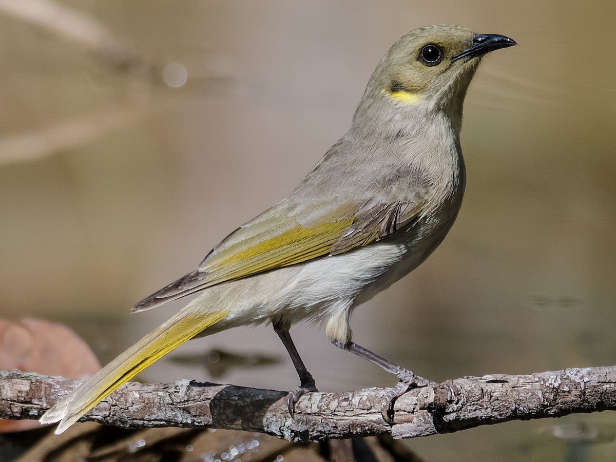 Fuscous Honeyeater - Ptilotula fusca - Birds of the World