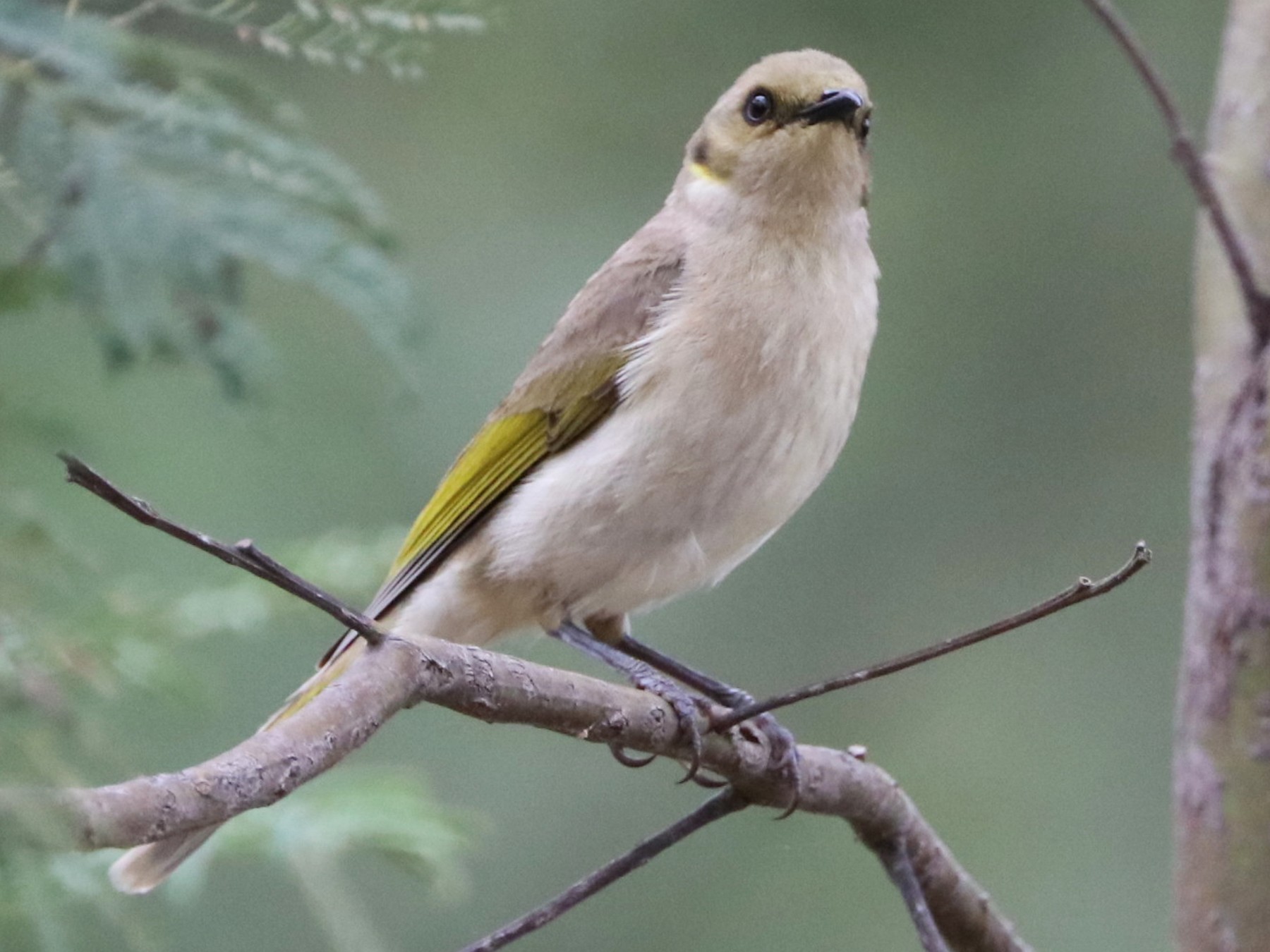 Fuscous Honeyeater - eBird