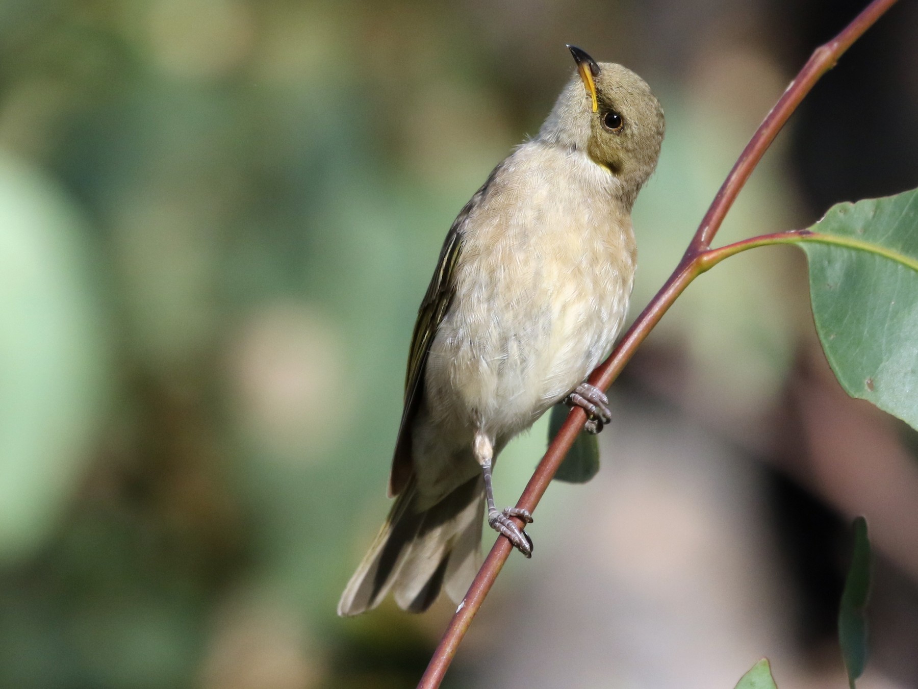 Fuscous Honeyeater - eBird