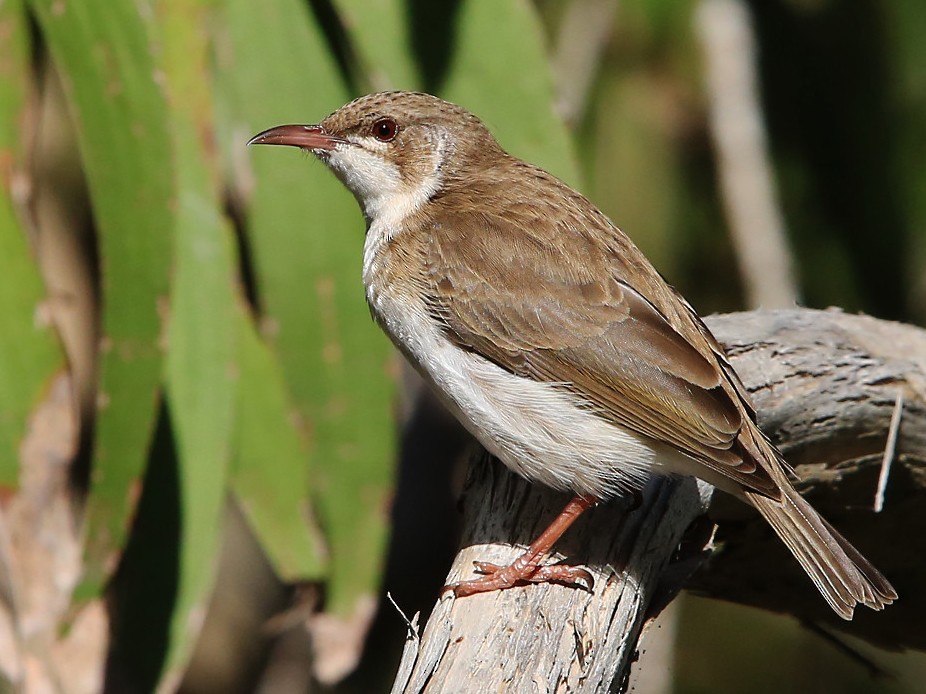 Brown-backed Honeyeater - eBird