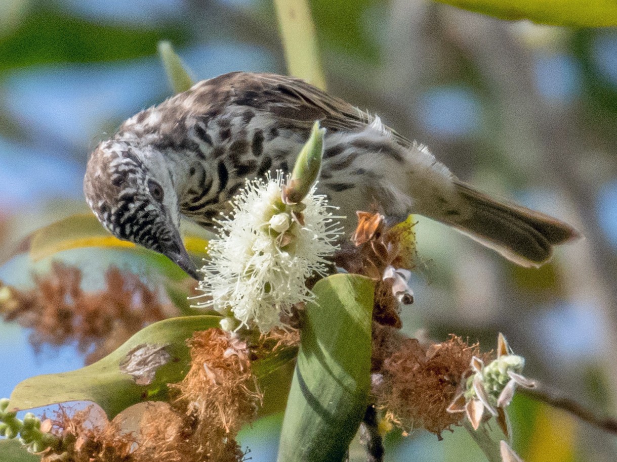 Bar-breasted Honeyeater - eBird
