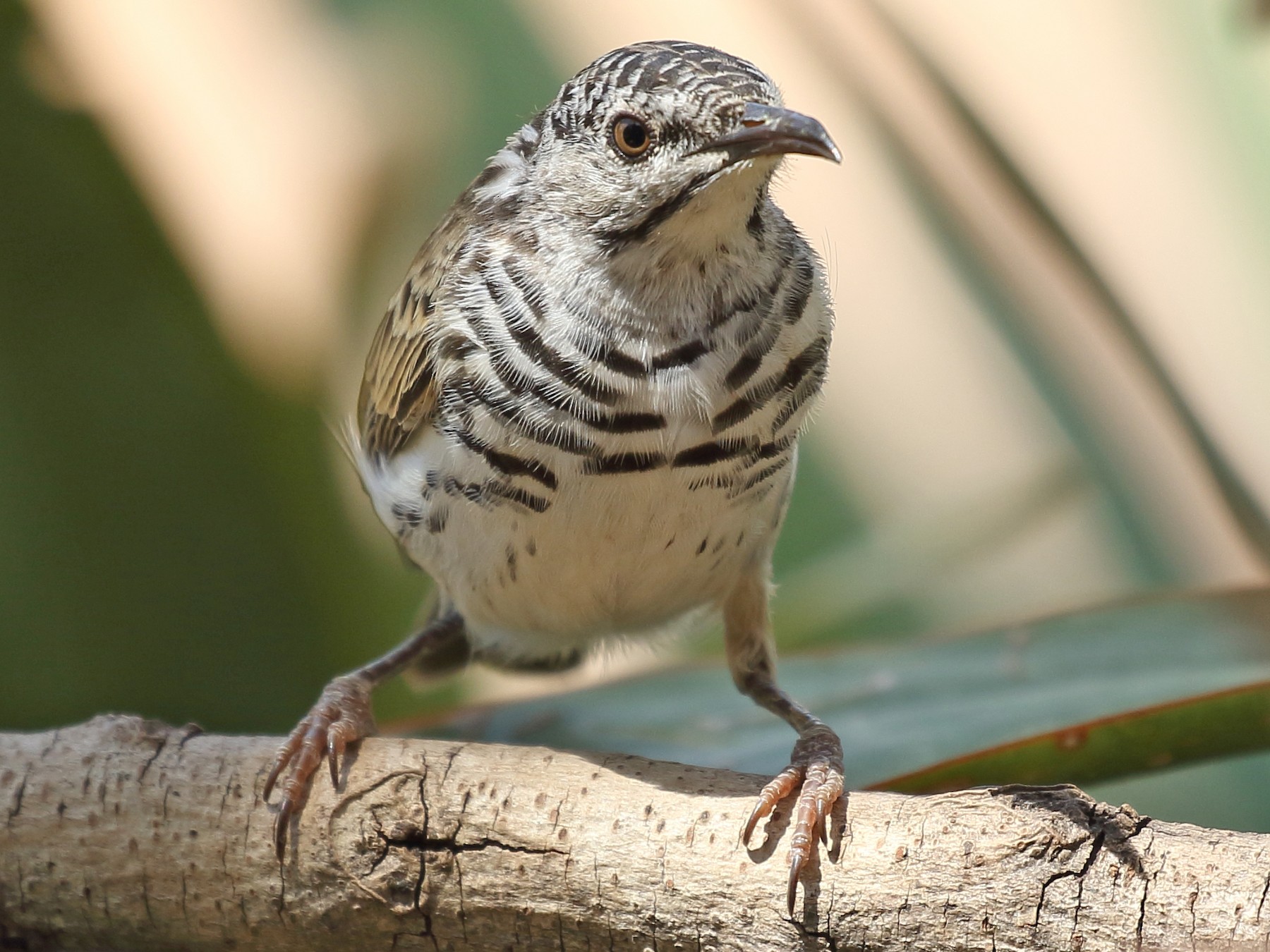 Bar-breasted Honeyeater - eBird