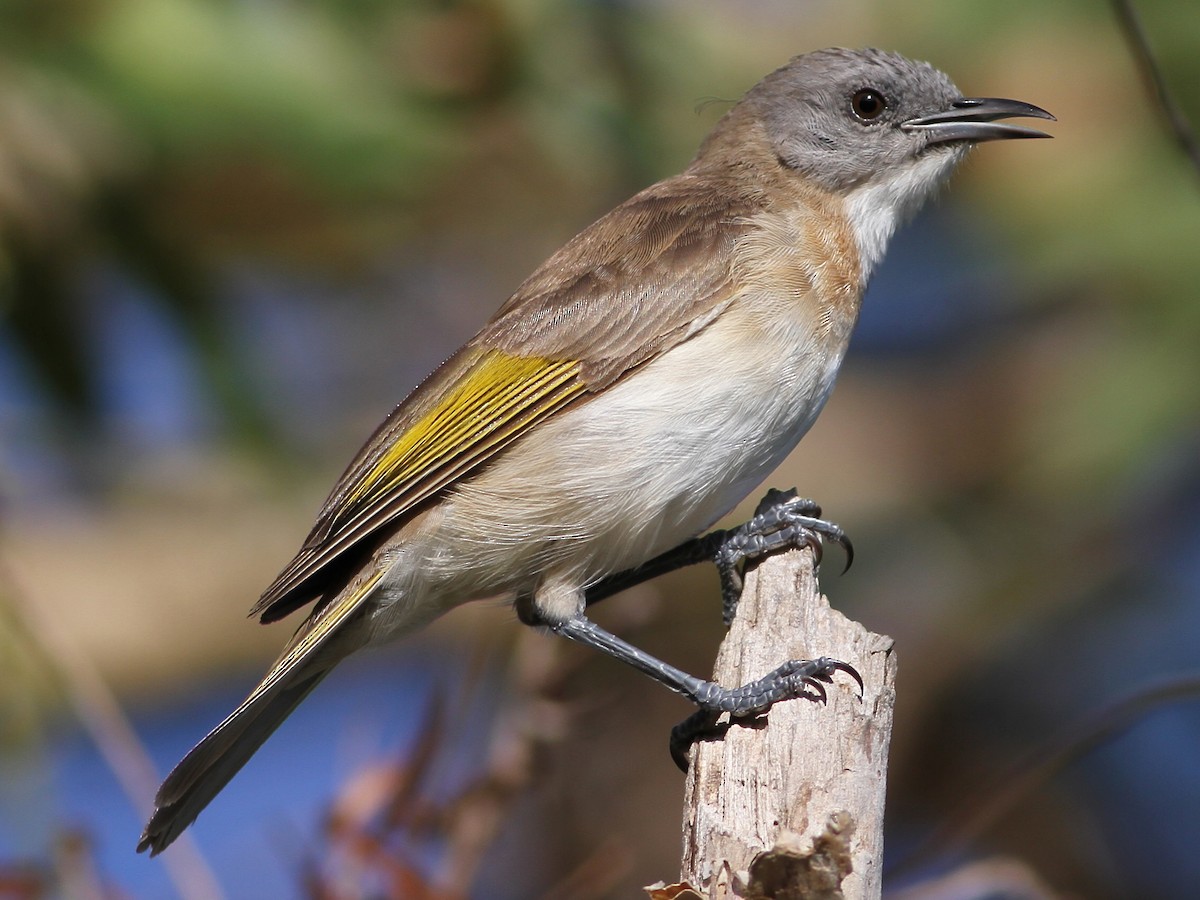 Rufous-banded Honeyeater - Conopophila albogularis - Birds of the World