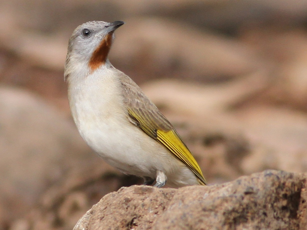 Rufous-throated Honeyeater - eBird