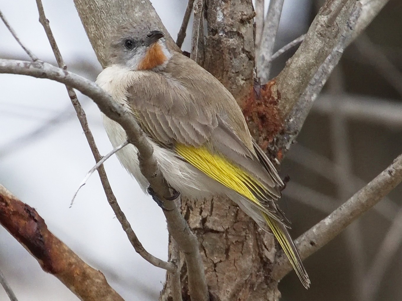 Rufous-throated Honeyeater - eBird