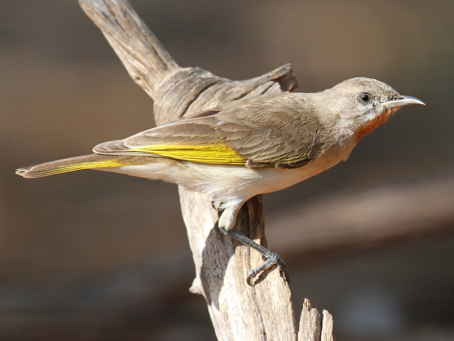 Rufous-throated Honeyeater - eBird
