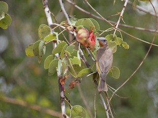 Rufous-throated Honeyeater - eBird