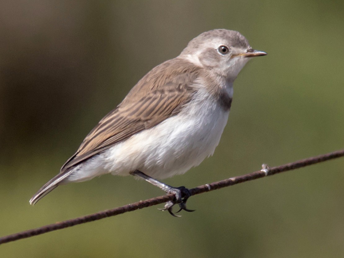 White-fronted Chat - eBird