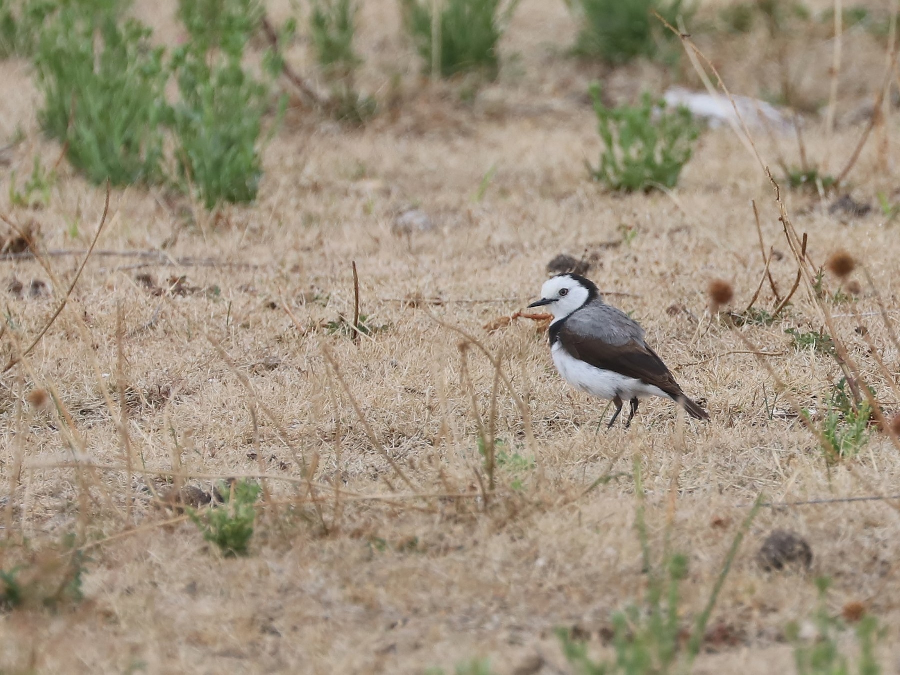 White-fronted Chat - eBird