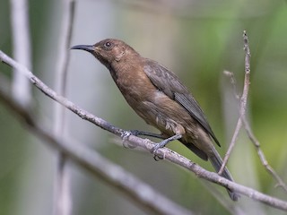 Tamna mizomela - eBird