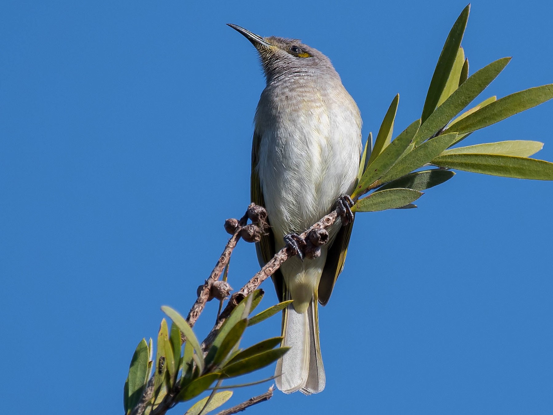 Mielero pardo - eBird