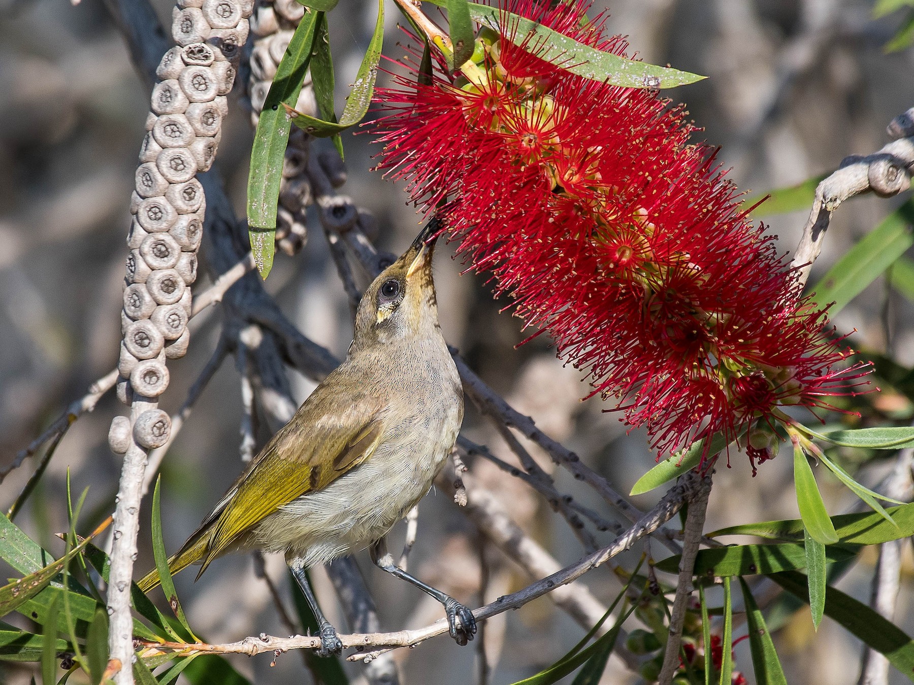 Papa-mel-castanho - eBird