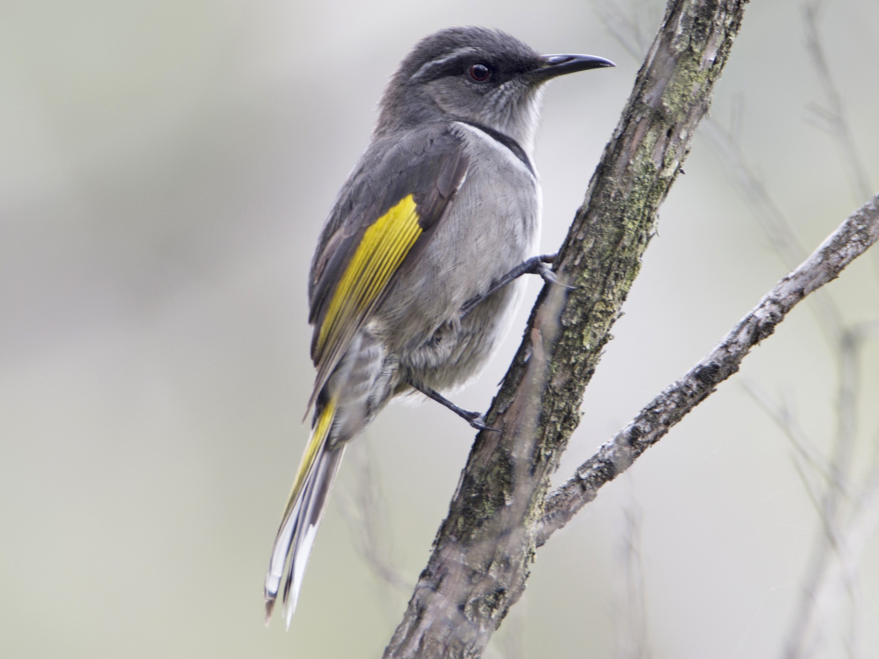 Crescent Honeyeater - eBird