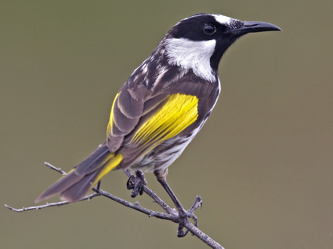 White-cheeked Honeyeater - eBird