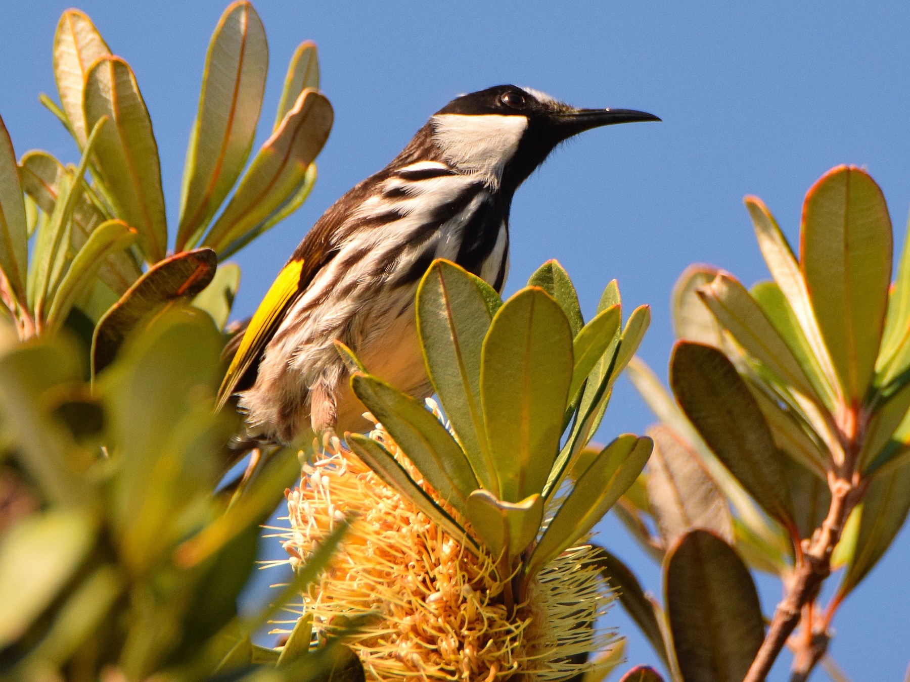White-cheeked Honeyeater - eBird