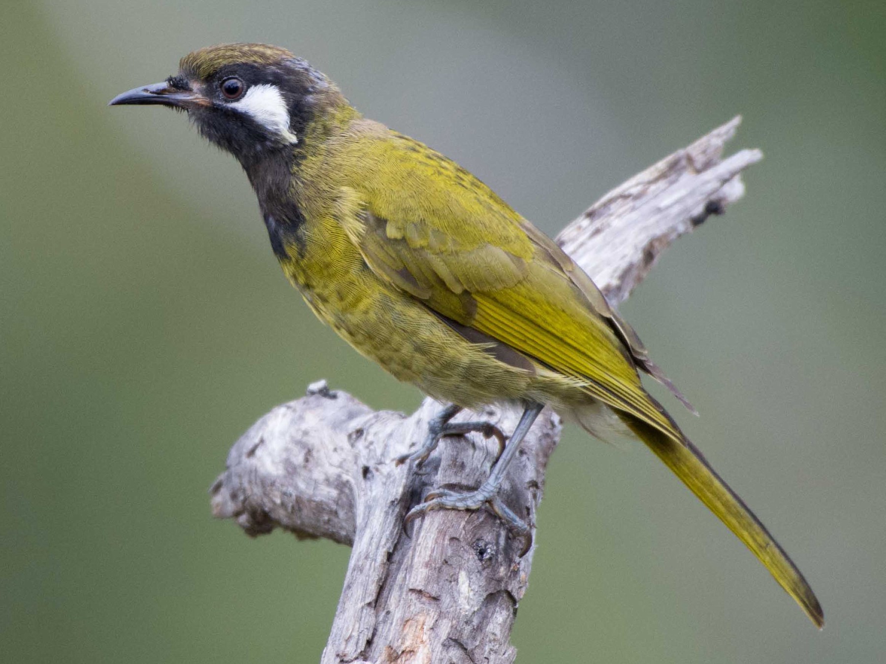 White-eared Honeyeater - eBird