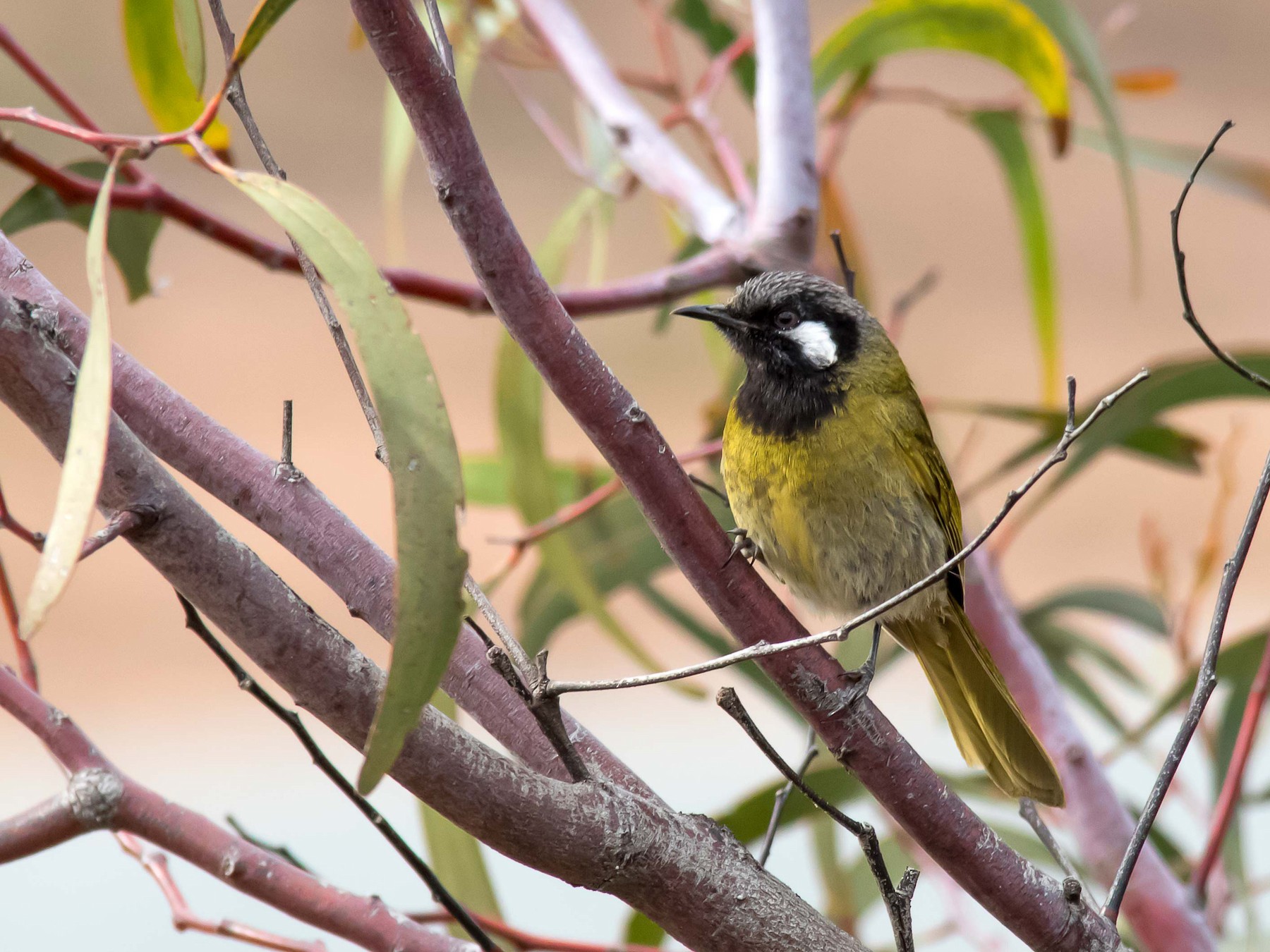 White-eared Honeyeater - eBird