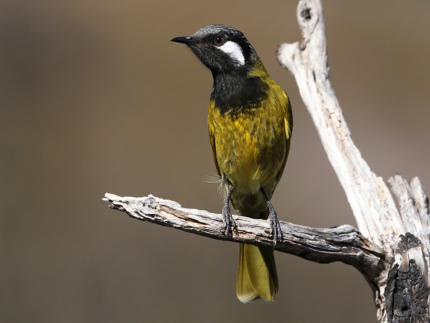 White-eared Honeyeater - eBird