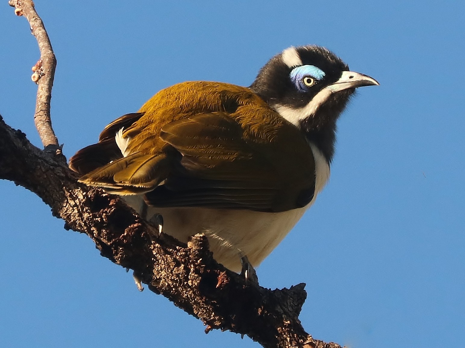 Blue-faced Honeyeater - eBird
