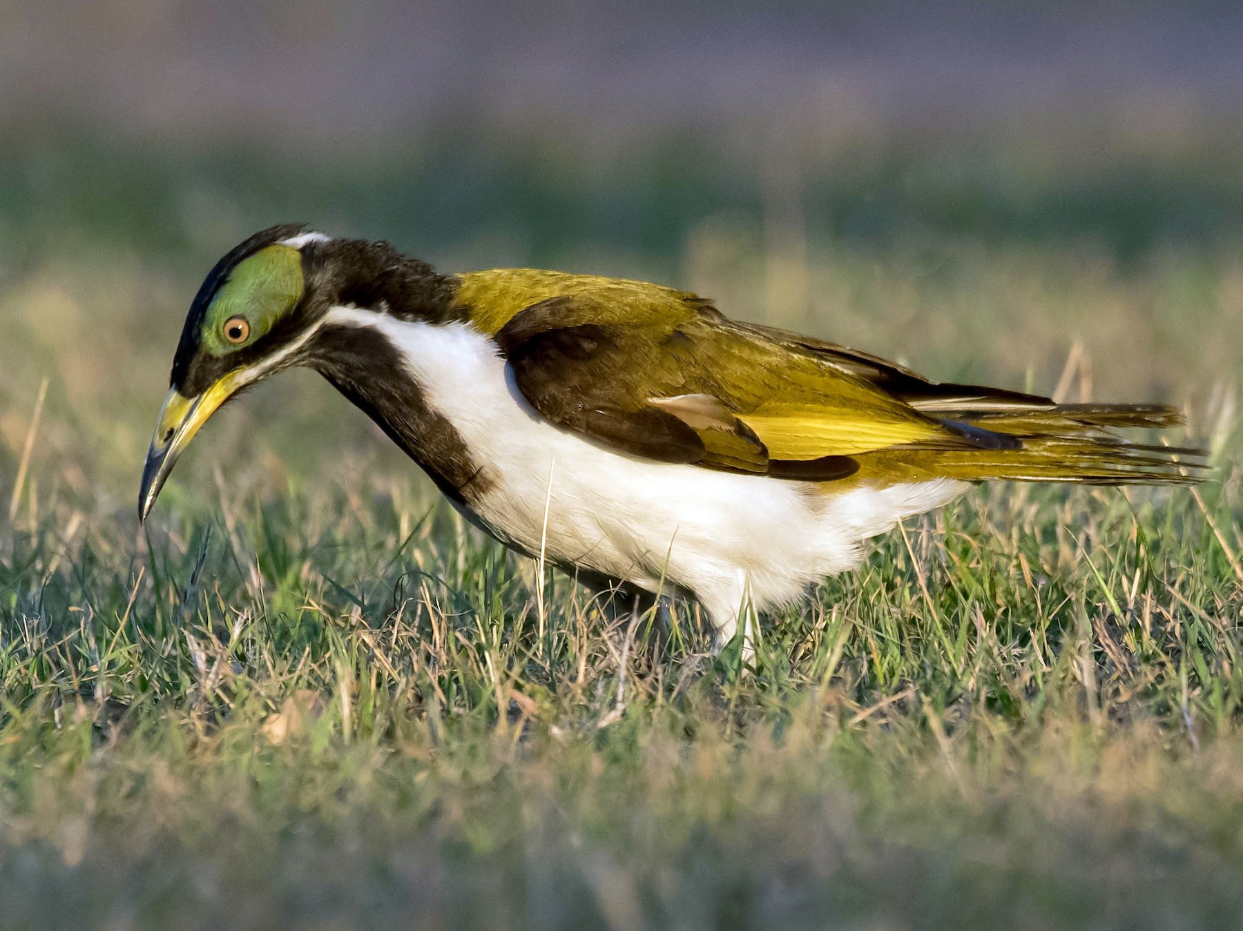 Blue-faced Honeyeater - eBird