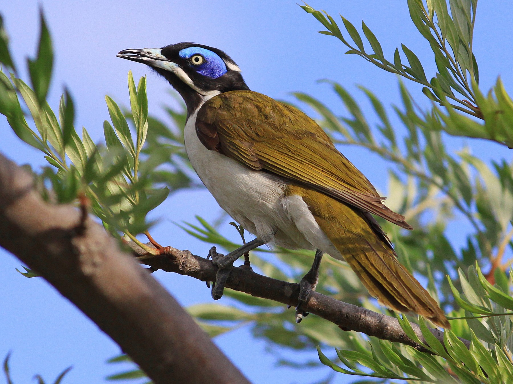 Blue-faced Honeyeater - eBird