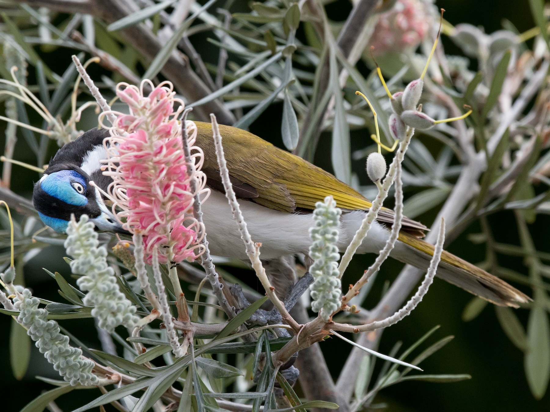 Blue-faced Honeyeater - eBird