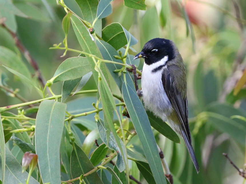 Black-headed Honeyeater - eBird