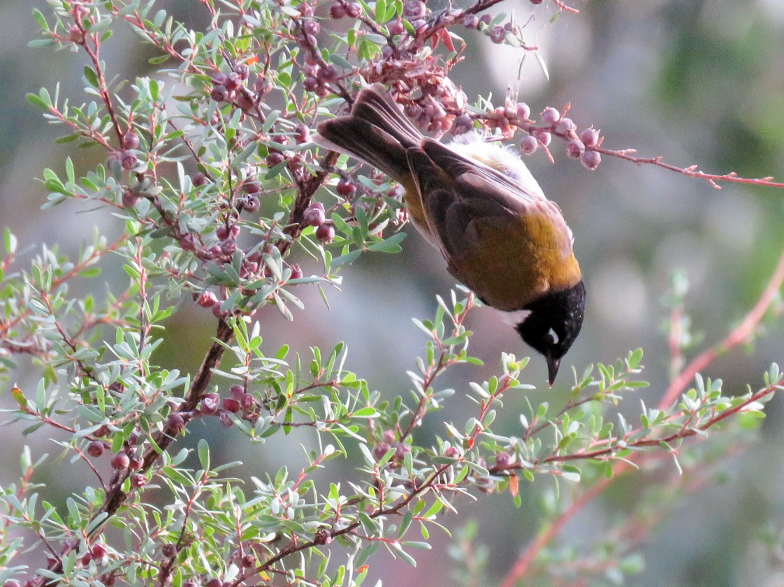 Black-headed Honeyeater - eBird