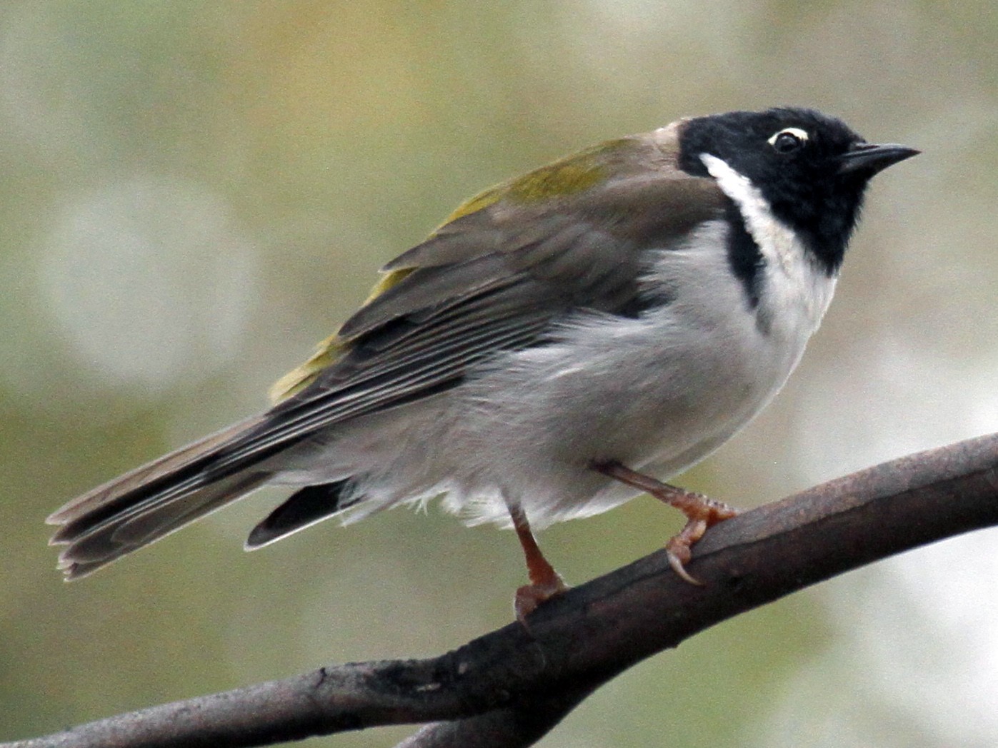 Black-headed Honeyeater - eBird