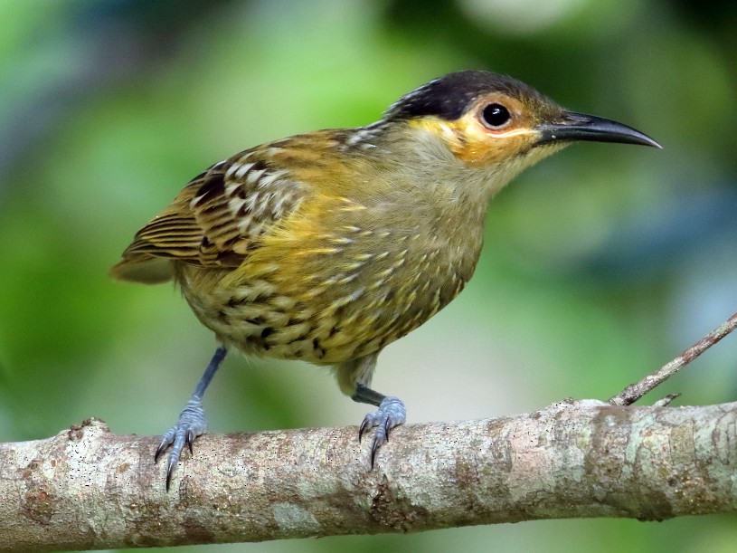 Macleay's Honeyeater - eBird