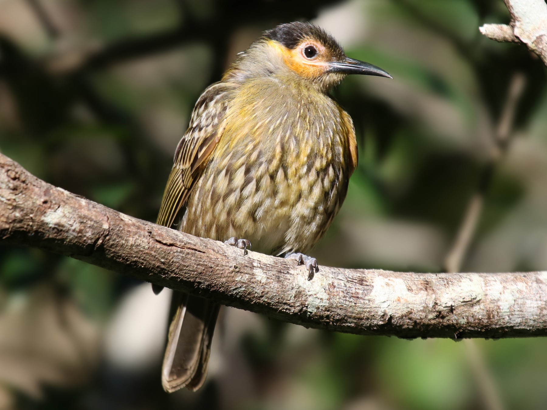 Macleay's Honeyeater - eBird