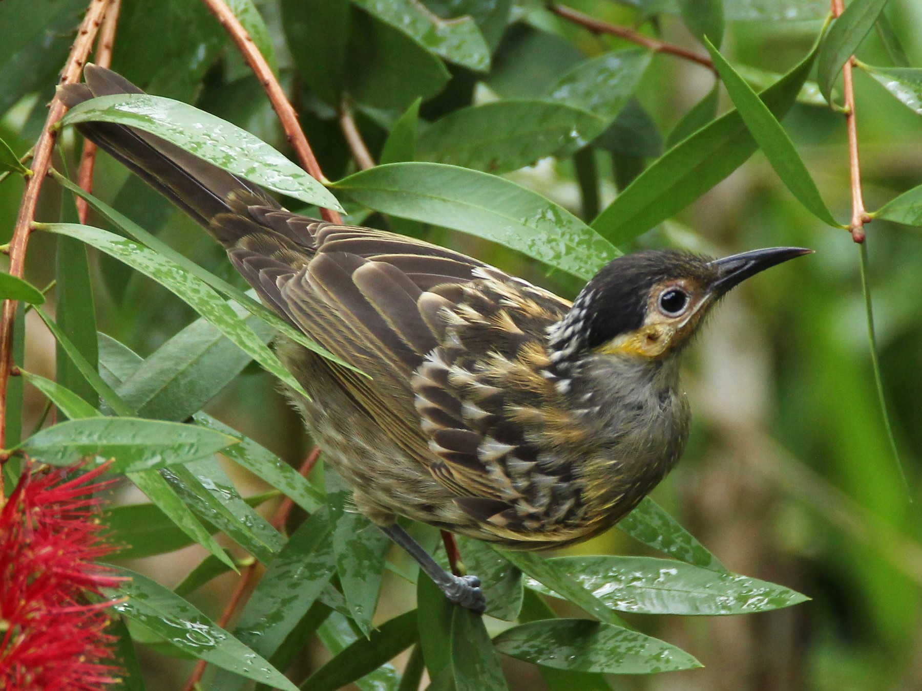 Macleay's Honeyeater - eBird
