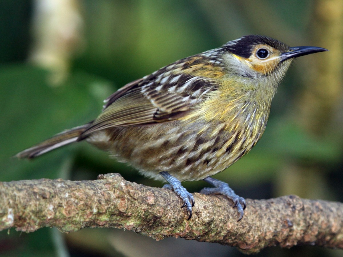 Macleay's Honeyeater - Xanthotis macleayanus - Birds of the World