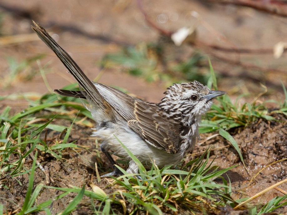 Mielero Lanceolado - eBird