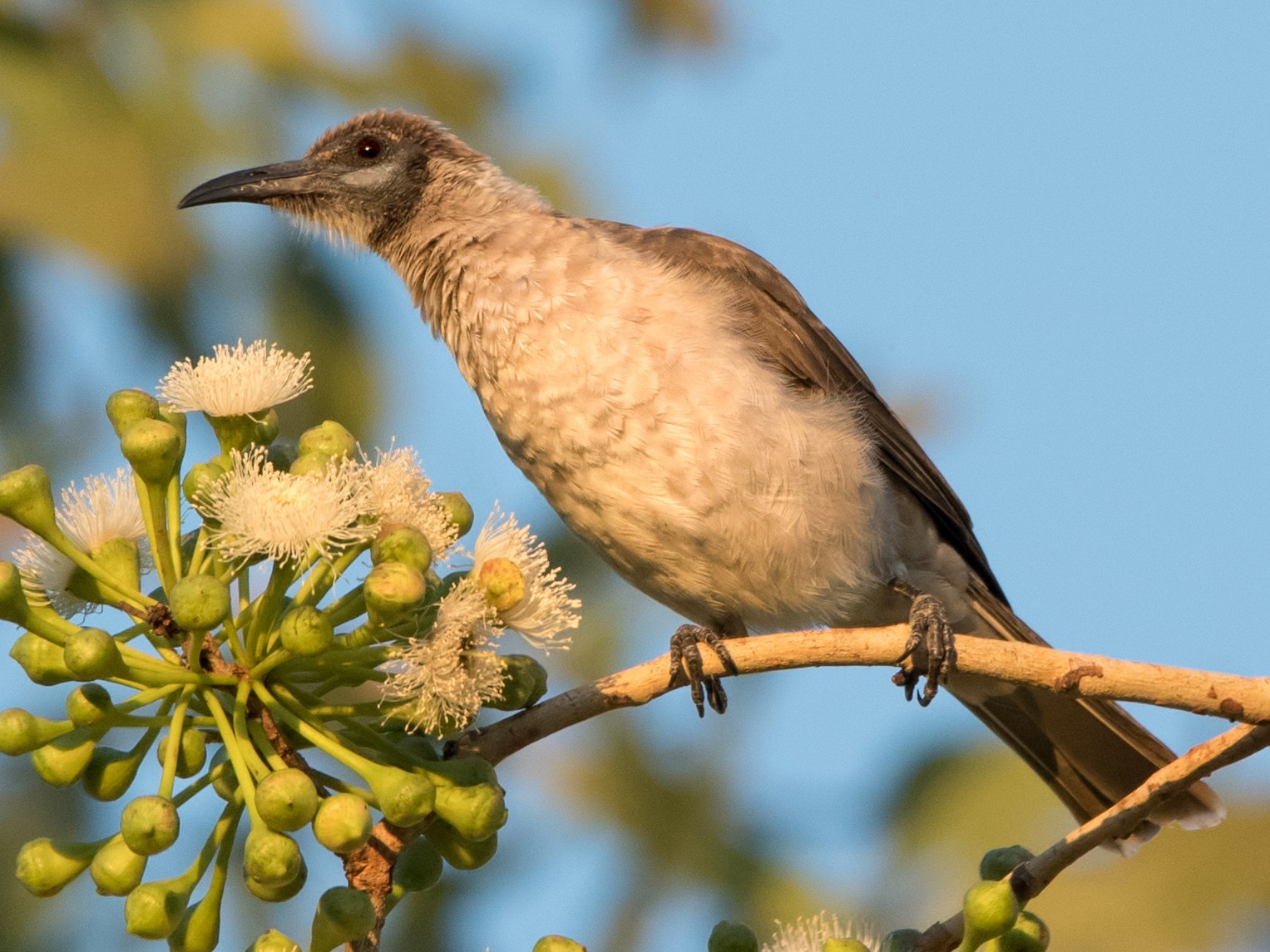 Little Friarbird - eBird