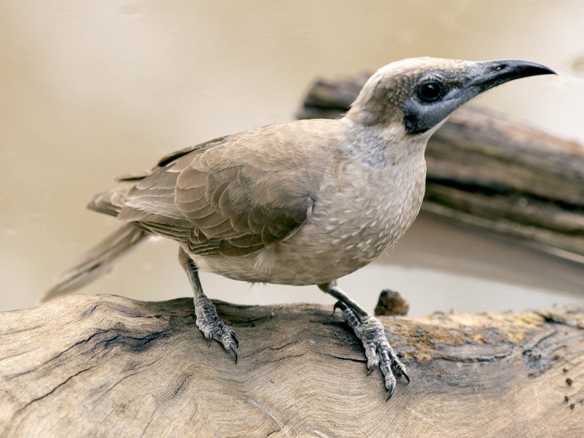 Little Friarbird - Philemon citreogularis - Birds of the World